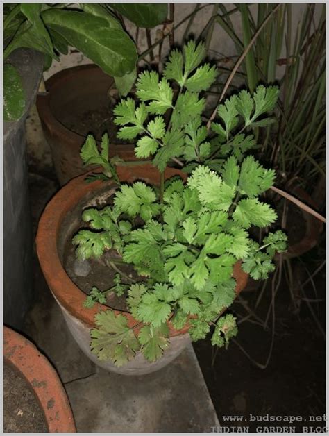 How To Grow Coriander Dhania Leaves At Home Gardening For Beginners