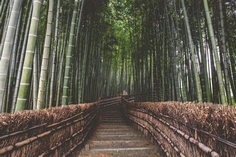 Bamboo The Eco Friendly Material With Innumerable Qualities Maikii