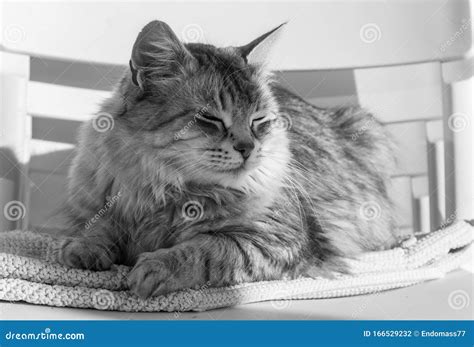 Adorable Katze Sibirischer Rasse Mit Langen Haaren Stockfoto Bild Von