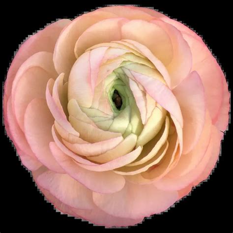 Ranunculus Cloni Venere Peach 10 Stems Per Bunch Flower Delivery In