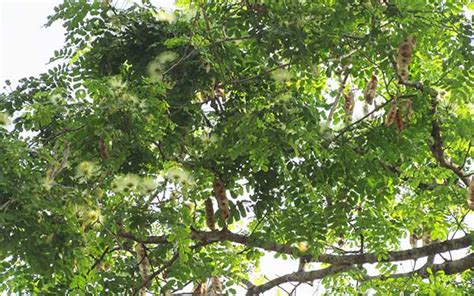 Womens Tongues Tree Medicinal Plants Medicinal Plants