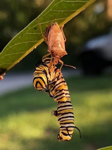 389 Best Assassin Bug Images On Pholder Natureismetal Whatsthisbug