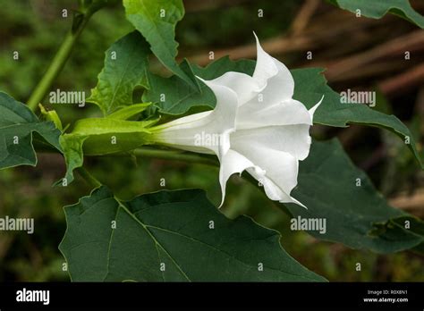 Flowers Of The Thorn Apple Datura Stramoniumattractive Flowers But