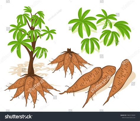Fresh Cassava Vegetables Leaf Vegetable Farm Stock Vector Royalty Free 1882218589 Shutterstock