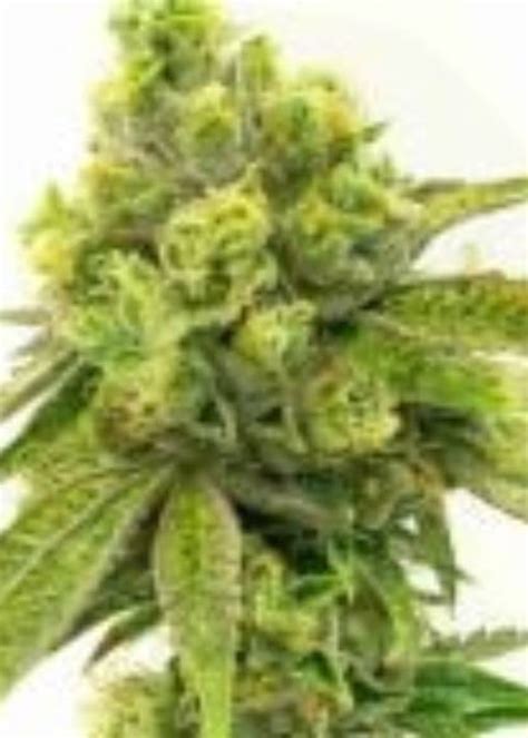 Moby Dick Strain Info Moby Dick Weed By Homegrown Cannabis Co
