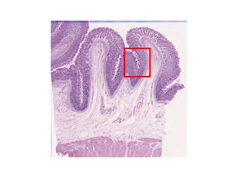 Lab Exam 2 Histology Slides Flashcards Quizlet