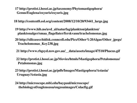Ppt Euglenoids Powerpoint Presentation Free Download Id 3335089