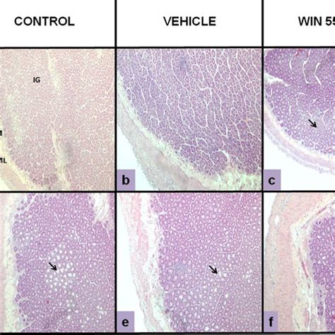 Morphology Of Duodenum Hematoxylin And Eosin Staining Hand 4× In Download Scientific Diagram