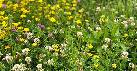 Травосмесь. Большая российская энциклопедия