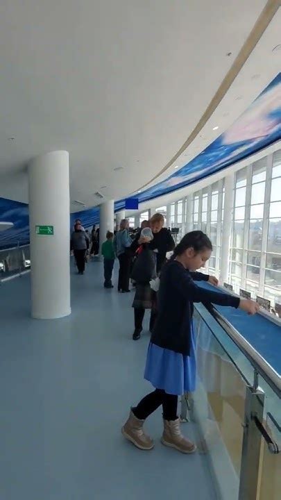 Владивостокский цирк Youtube