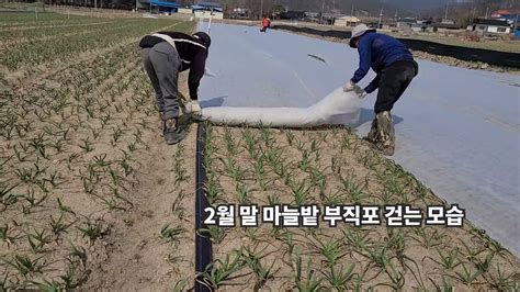 마늘 월동 끝난 마늘밭 부직포 걷기 신화정공 마늘파종기 Youtube