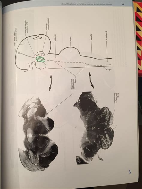 Mua Neuroanatomy An Atlas Of Structures Sections And Systems
