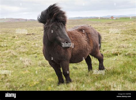 Shetty Schetland Pony Fotos Und Bildmaterial In Hoher Auflösung Alamy