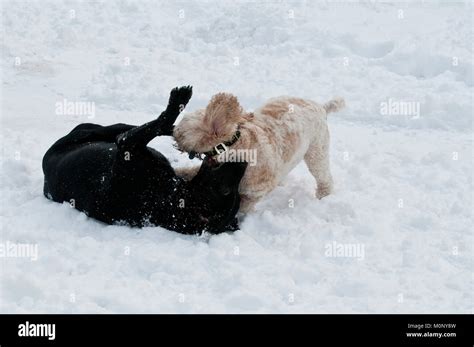 Black Labrador Retriever And Cockapoo Playfighting In The Snow Stock