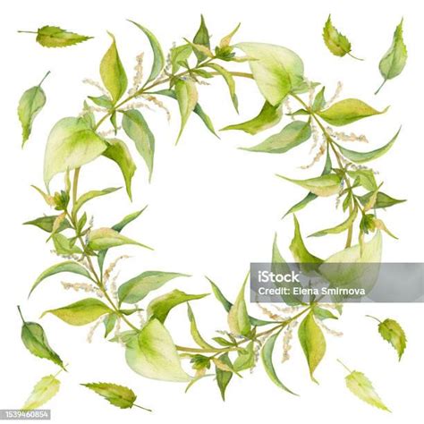 손으로 그린 수채화 쐐기풀 착색 천연 식물 염료 취미 재료 수제 직물 그림은 고립된 원형 화환 흰색 배경입니다 상점 로고 인쇄물 웹 사이트 명함 소책자 Nettle에 대한