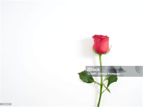 흰색 배경에 고립 된 빨간 장미 사랑의 상징 발렌타인 데이 선물 텍스트를 위한 공간 결혼식에 대한 스톡 사진 및 기타 이미지