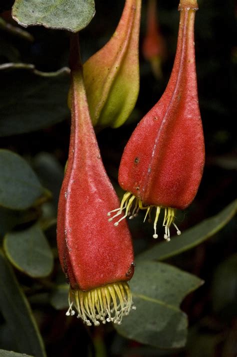 Gorgeous Eucalyptus Tree In Western Australia