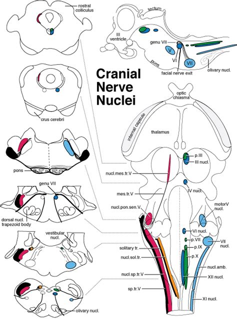 Brainstem Cranial Nerve Nuclei Cranial Nerves Medical OFF