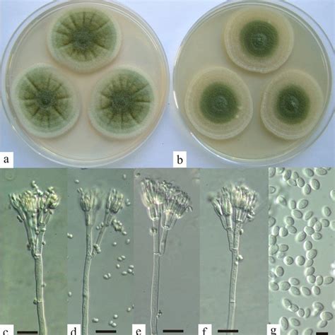 Plate Of Czapek Yeast Extract Agar Cya With Penicillium Excelsum