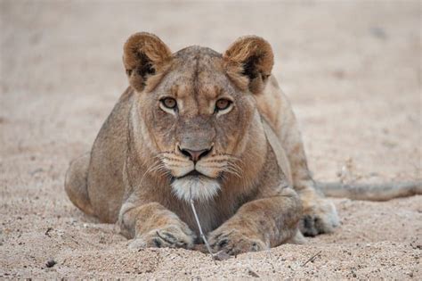 Lion Symbolism Meaning The Lion Spirit Animal Artofit