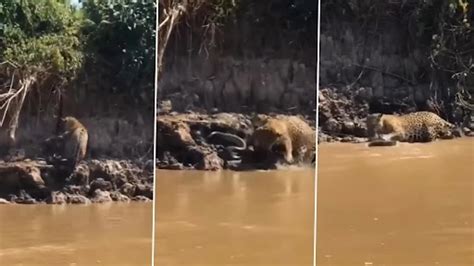 Viral Video नदी से पानी पी रहे तेंदुए पर अजगर ने किया हमला उसके बाद