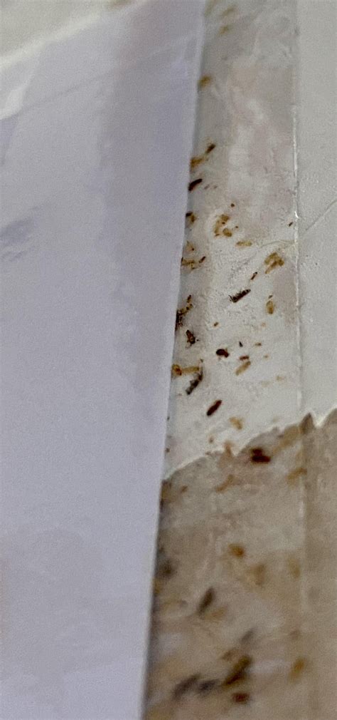 What Are These Tiny Bugs Hanging Out Nearin My Ceiling Nsw Australia Rwhatsthisbug
