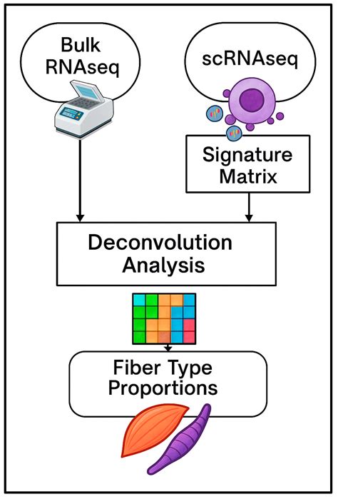 Impact Of Cattle Breed In Scrna Seq Reference On Muscle Fiber Type