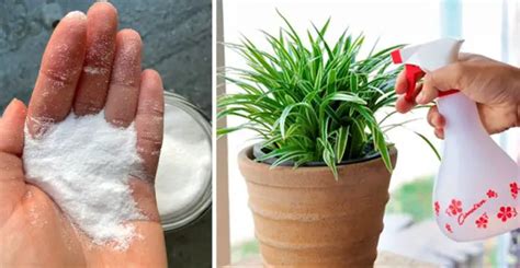 7 Uses Of Baking Soda For Plants The Beginners Garden