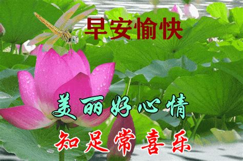 2021最新早上好问候祝福动态表情图片鲜花带字 非常好看的早安问候语图片 舒情
