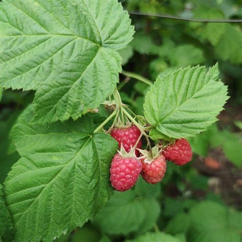 Yummy Patio Raspberry Plant Roots Plants