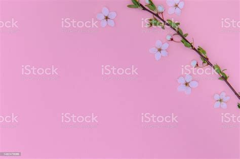 벚꽃 꽃 4월의 꽃 자연과 봄 사쿠라가 색칠 배경에 피어납니다 3월 8일 배너 텍스트를 위한 장소가 있는 행복한 부활절 봄철 개념입니다 평면도 플랫 레이 0명에 대한 스톡