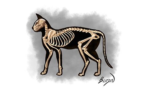 ANATOMIA Del GATTO E Le Sue Caratteristiche Blitzen