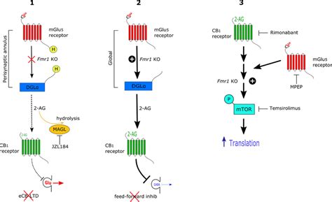 2 Multiple Deficits In Endocannabinoid Mediated Signaling In The Fmr1