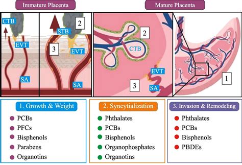 Frontiers The Effect Of Endocrine Disrupting Chemicals On Placental