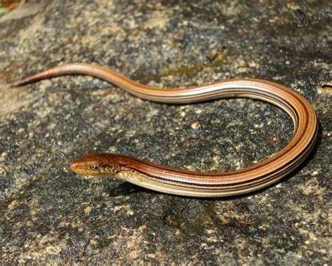 Slender Glass Lizard Facts Diet Habitat And Pictures On Animaliabio