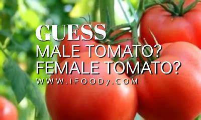 Do You Buy Male Or Female Tomatoes When You Go Shopping Teach You A Fresh And Sweet Trick