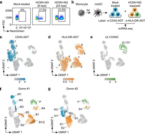 Human Cytomegalovirus Exploits STING Signaling And Counteracts IFN ISG Induction To Facilitate
