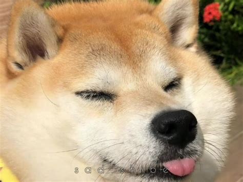 Silly Shibas Silly Shibas Added A New Photo