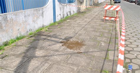 G1 Enxame De Abelhas Isola área Em São Sebastião Sp Notícias Em