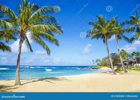 Palm Trees On The Sandy Beach In Hawaii Stock Photo Image Of Kauai