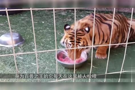 三只老虎被放归森林，笼子打开的那一瞬间，让人感慨万分！笼子森林老虎