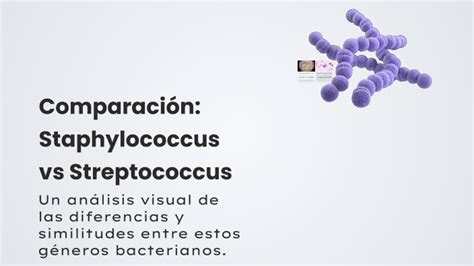 Comparación Staphylococcus Vs Streptococcus By German Pe A Hernandez On Prezi