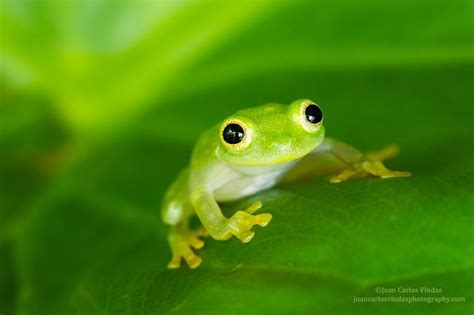 Emerald Glass Frog Glass Frog Cute Frogs Frog