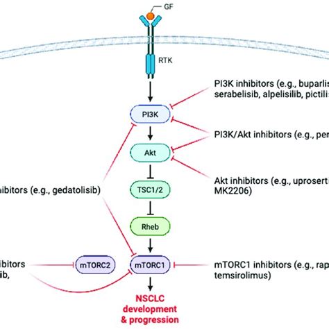 Illustration Of Pharmacological Modulation Of The Mtor Pathway In The