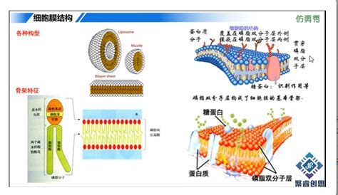 Gromacs分子模拟专题一：生物膜之双层膜、混合膜和膜蛋白的构建和模拟仿真技术 化学 更多行业 材料 分子动力学 仿真秀视频课程