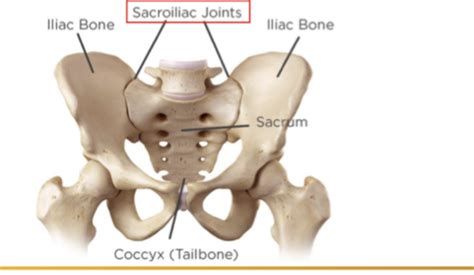 Lecture 12 Posterior Thigh Flashcards Quizlet