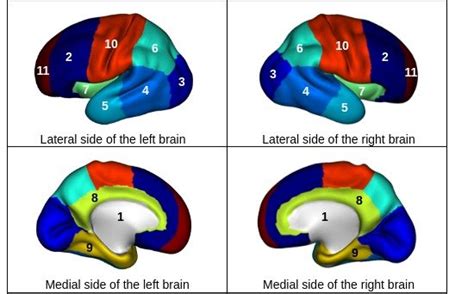 7 Brain Lobes Parcellation Is Performed Manually On The Surfaces Of