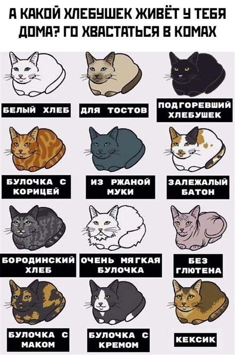 Life Cycle Of Cat Artofit