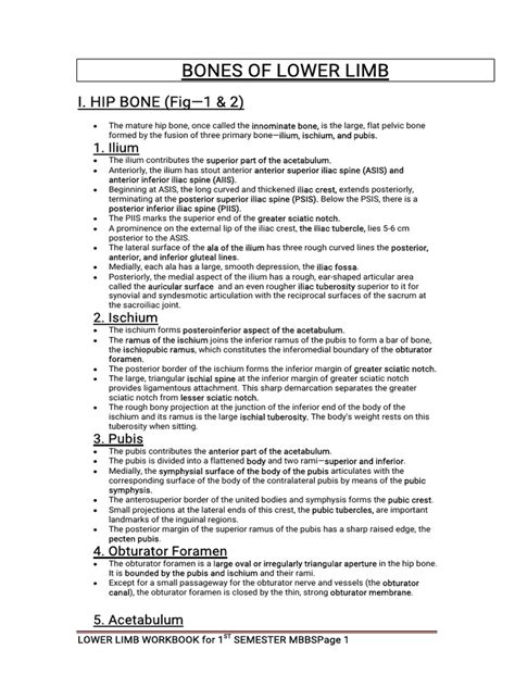 Lower Limb Manual Low Pdf Musculoskeletal System Lower Limb Anatomy