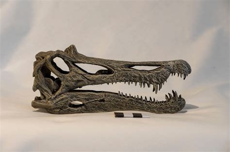 Baryonyx Skull